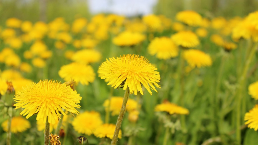 Läsarbilden: Ett hav av maskrosor i Boden