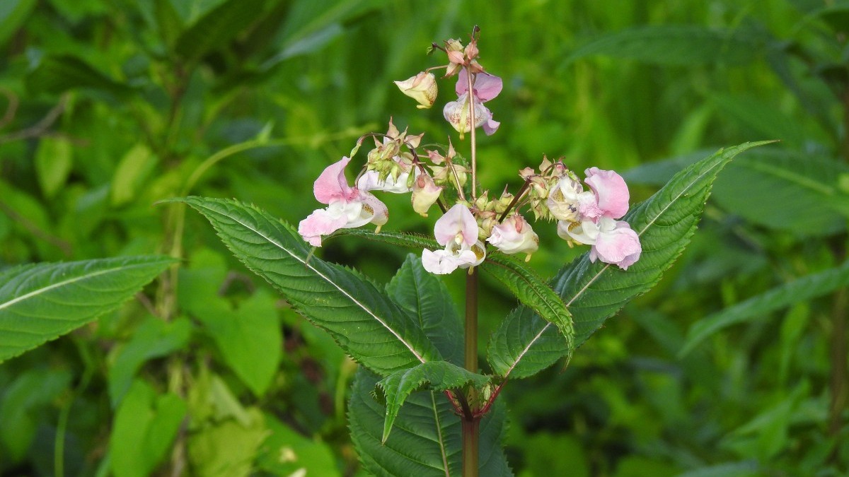 Nya invasiva arter på EU-lista