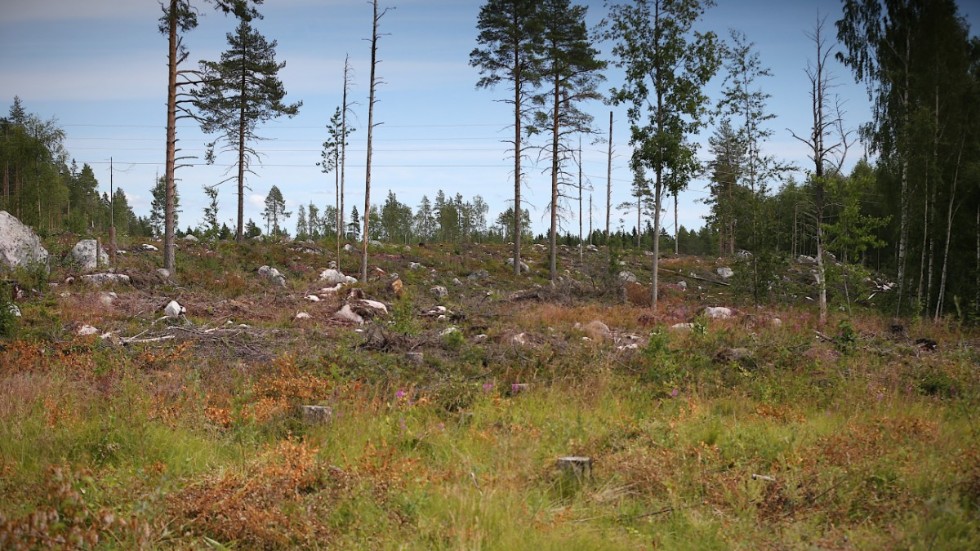 Anton fick syn på en främmande växt i sin skog • Nu kämpar han med att ...