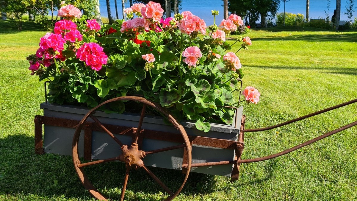 Läsarbilden: Så vackra pelargoner