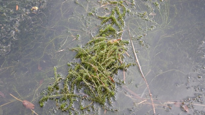 LISTA: Myndigheten vädjar om hjälp – listar tio arter som de vill ha ...