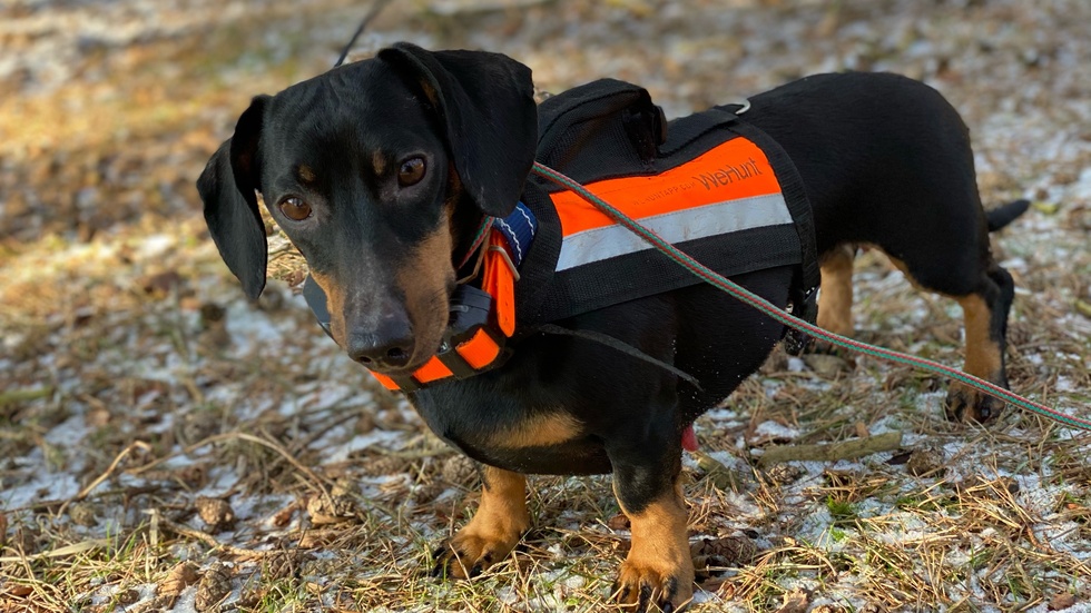 Här räddas taxen Malva – efter två skräckdygn under jord