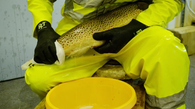 Hur går det till att klippa fettfenan på odlad fisk? De som jobbar på ...