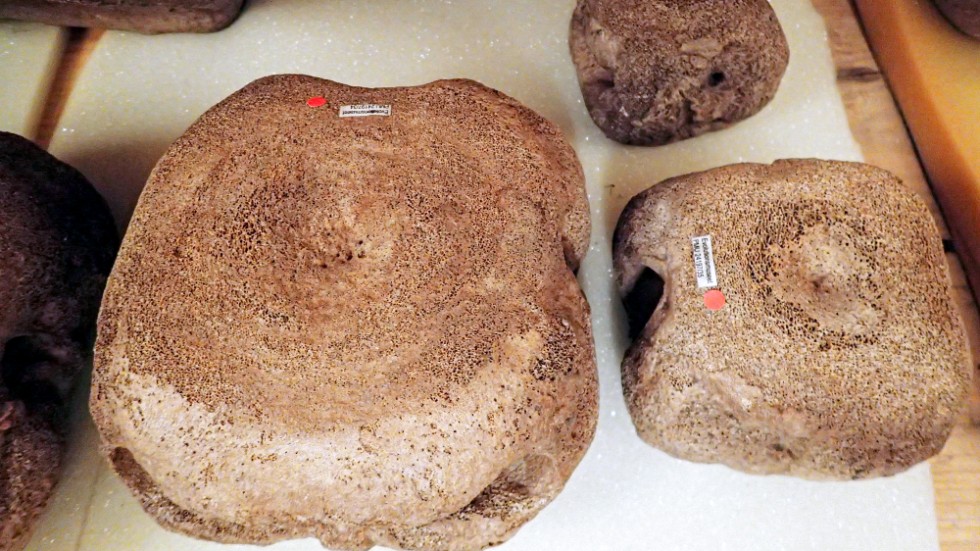 Bönderna hittade "ben från jätte" på 1840-talet – forskas om än idag ...