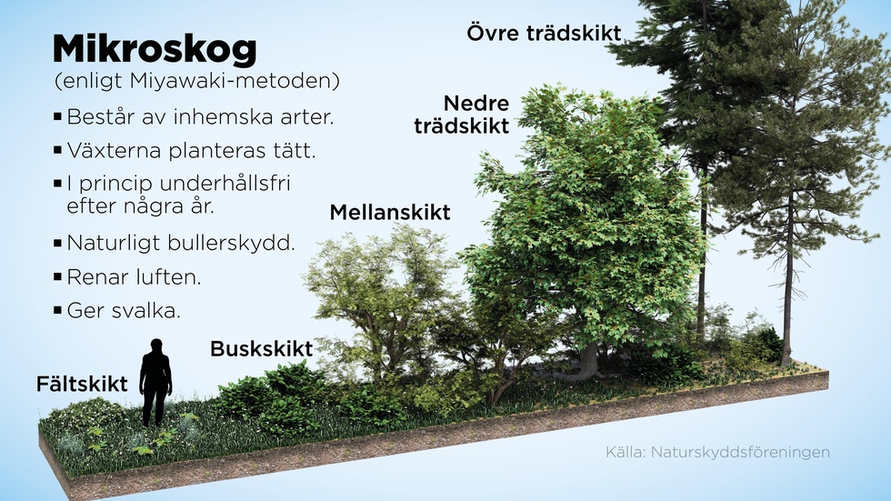 Kan mikroskogar rädda städerna?