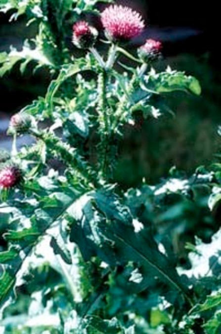 Tisteln borde inte ha förpassats till komposten