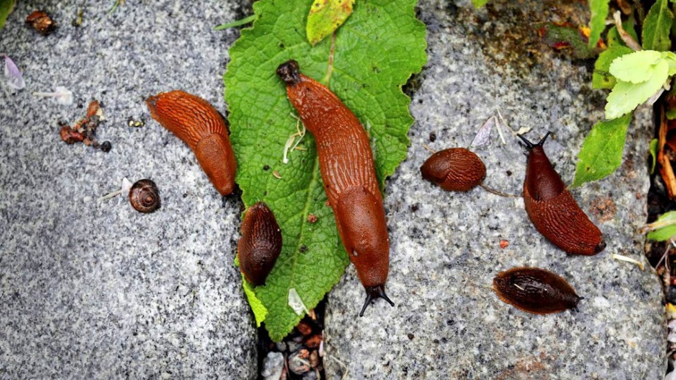 Så snärjer du mördarsniglarna