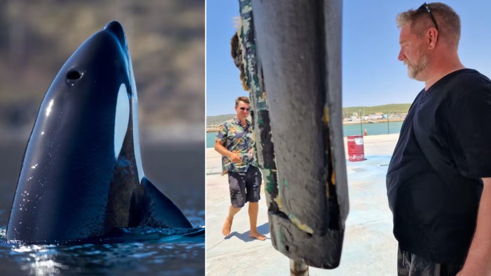 Umebo attackerades av späckhuggare