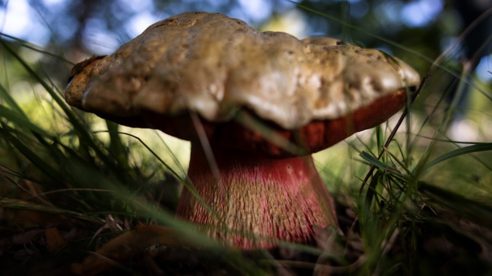Sällsynt svamp hittad vid Fyrisån Finns på 3 platser i Sverige