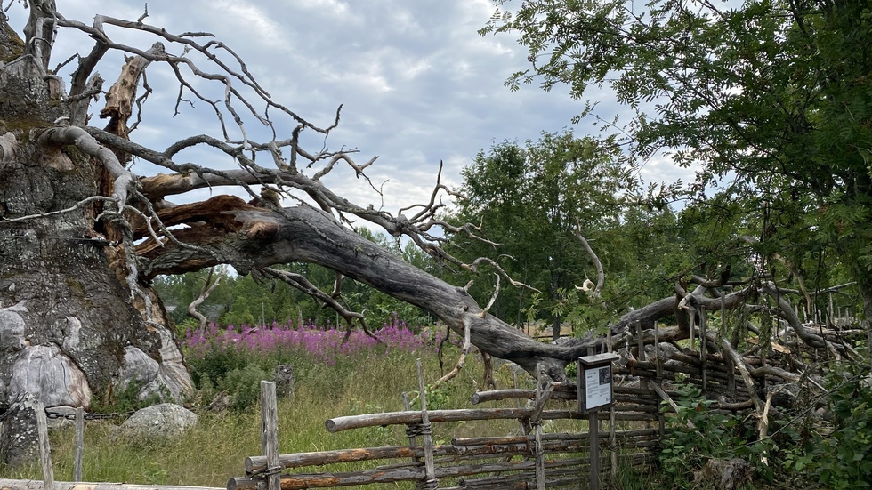 Ikoniska ekens gren gick av – nu varnar experten: "Var försiktig"