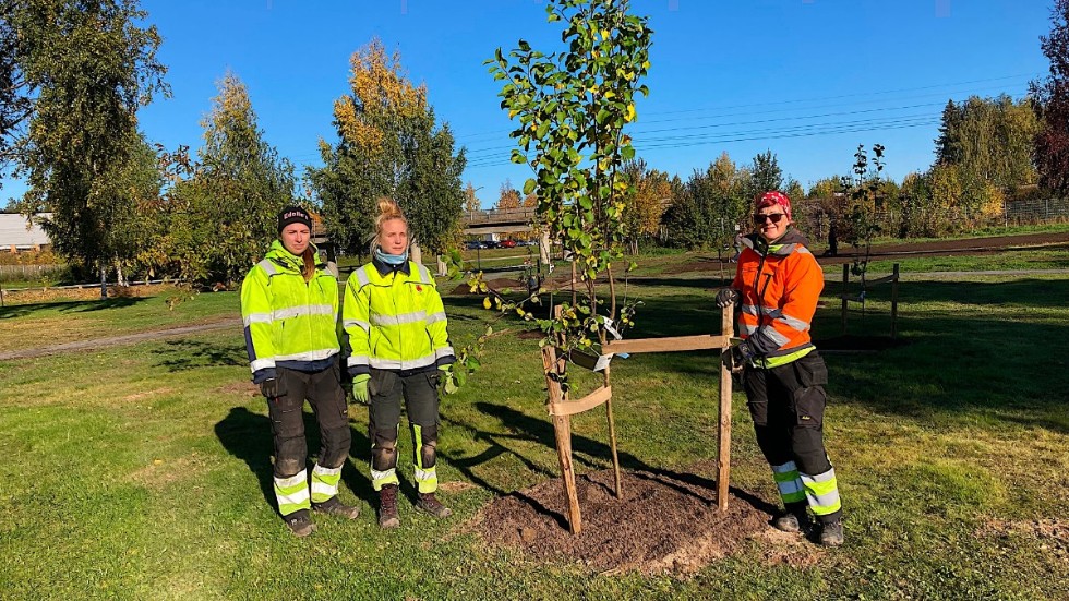 Här växer nya parken fram – med fruktträd och bärbuskar