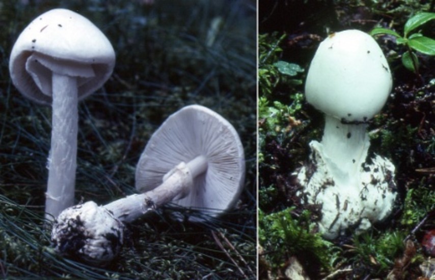 Så känner du igen en vit flugsvamp