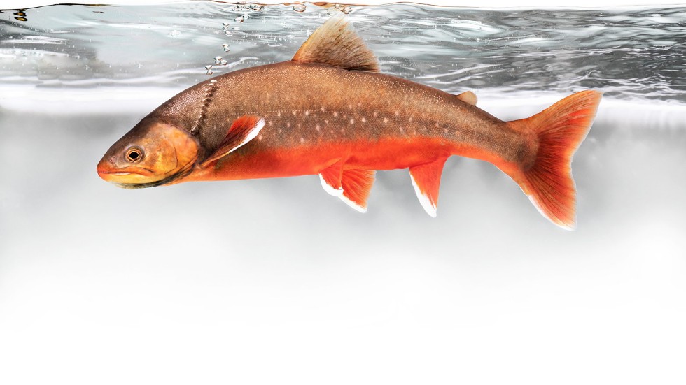 Årets naturfotograf skildrar svenska fiskar i norr: "Morfar tog med mig ...