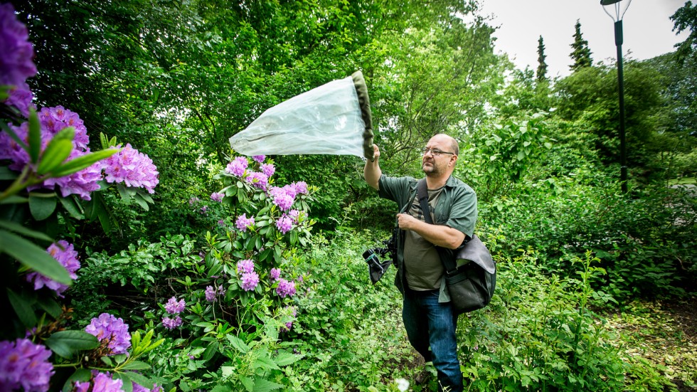 Aggressiva myggor plågar gotlänningar – experten förklarar