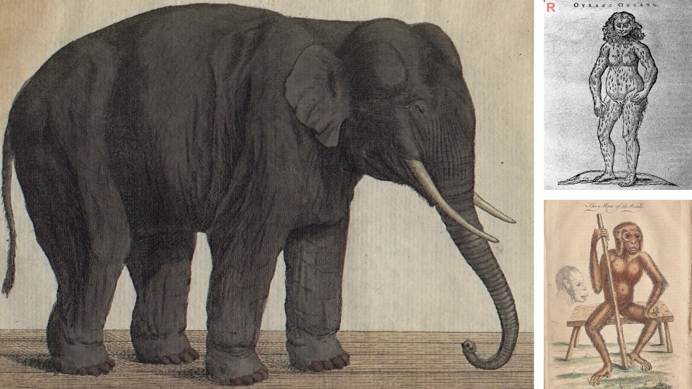 När elefanten först kom till Skänninge och stan var i upplösning