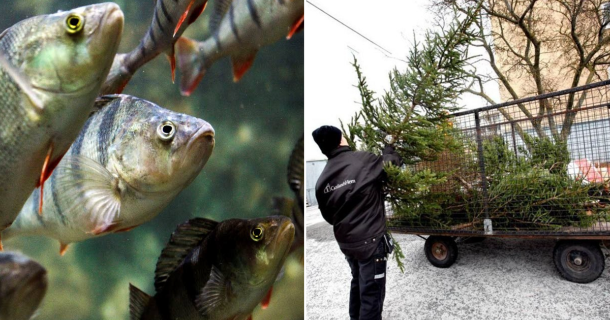 Julgranar ska sänkas ner i havet • ”Ska nyttjas som gömställen och ...