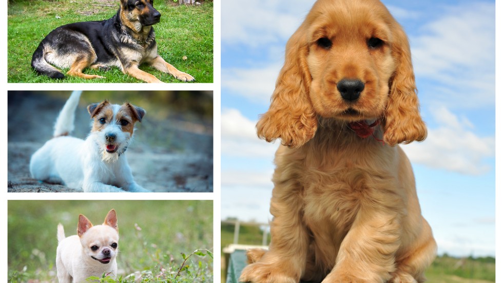 Det här är den vanligaste hundrasen där du bor