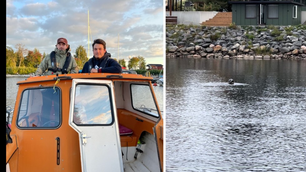 Fiskevännerna fick oväntat sällskap i Skellefteälven • Säl kom upp med ...
