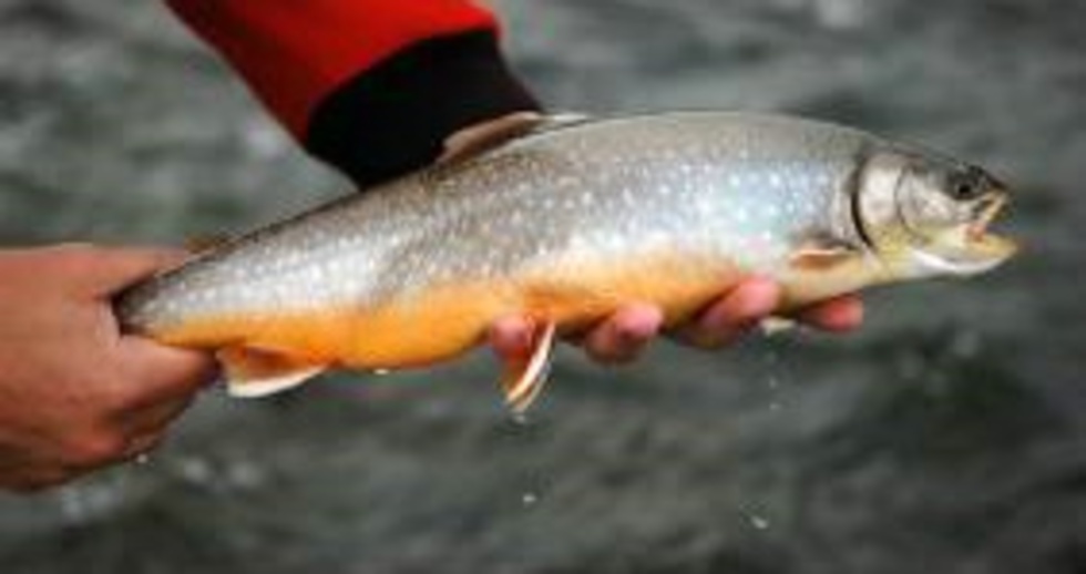 Öring, röding eller regnbåge?