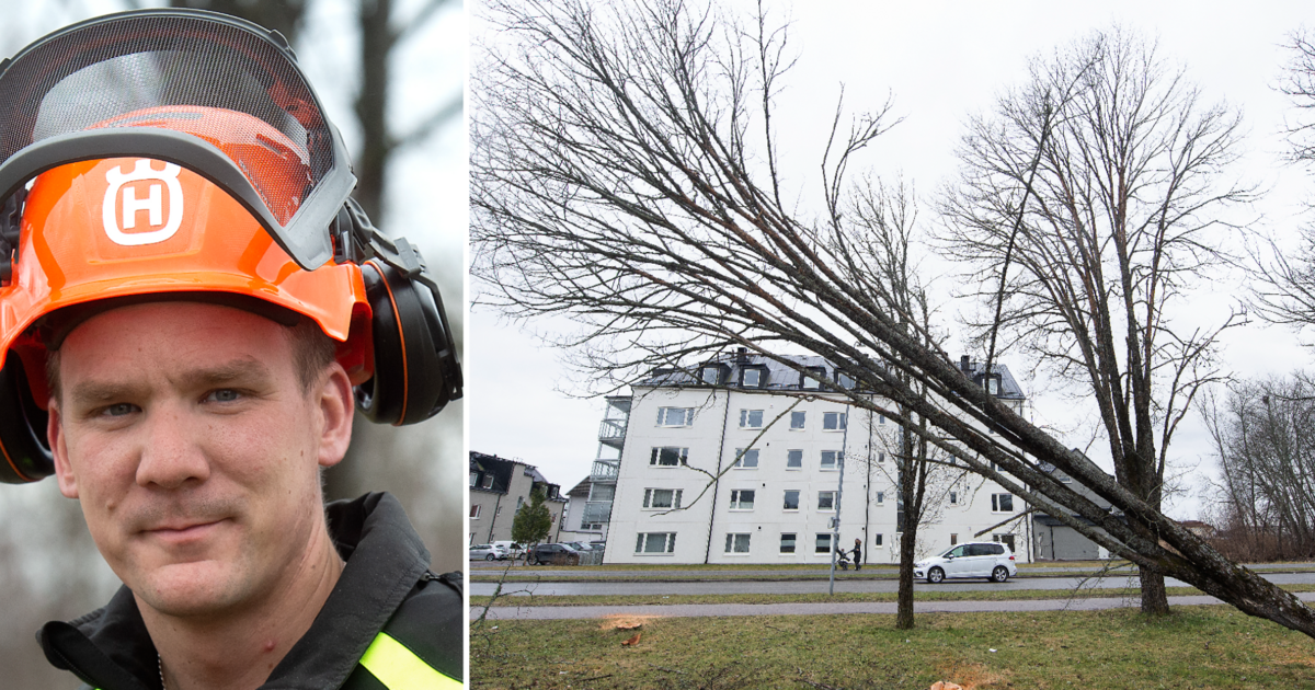 Jimmy fäller sjuka träd – och får skit från förbipasserande
