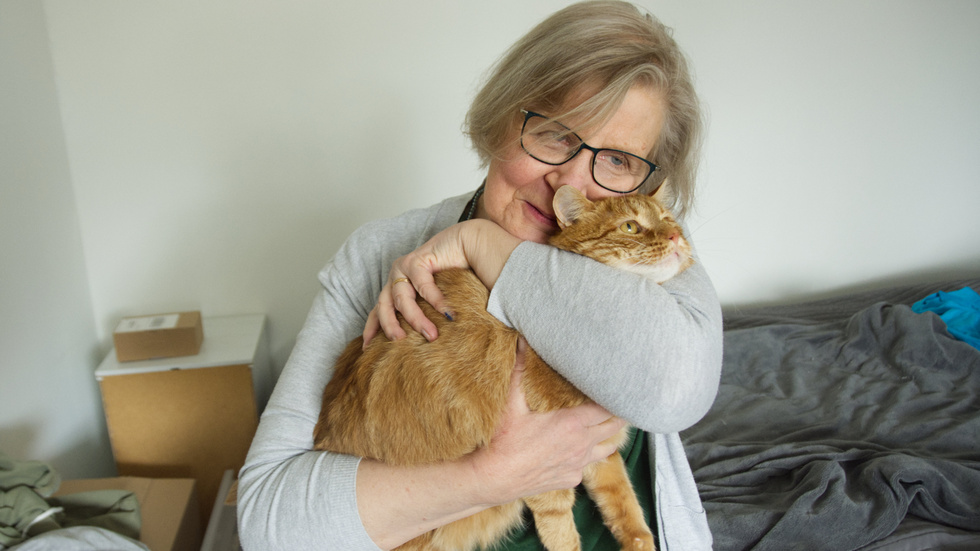 Kattakuten larmar: Stort behov av stödhem till sommaren