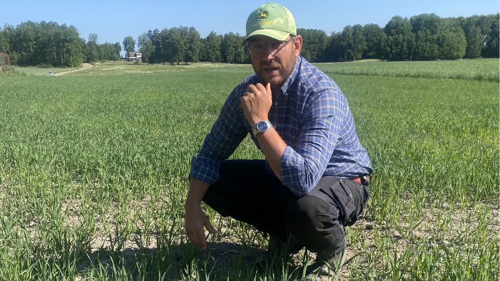 Nu kommer extremvärmen – bonden larmar: "Blir varmt för fort"