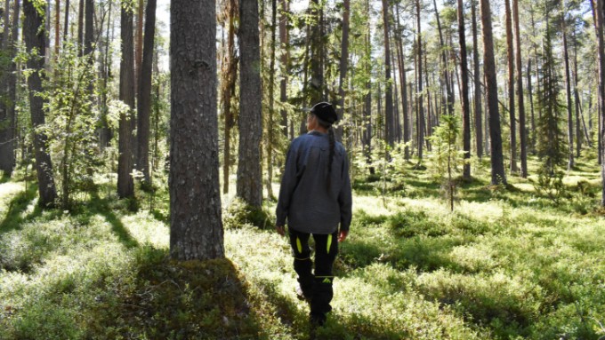 Borups naturreservat • 300-åriga tallar med en historia att berätta ...