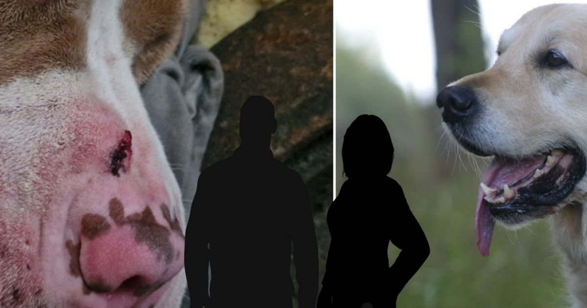 Kamphund överföll norska turisters hund – semestern blev mardröm