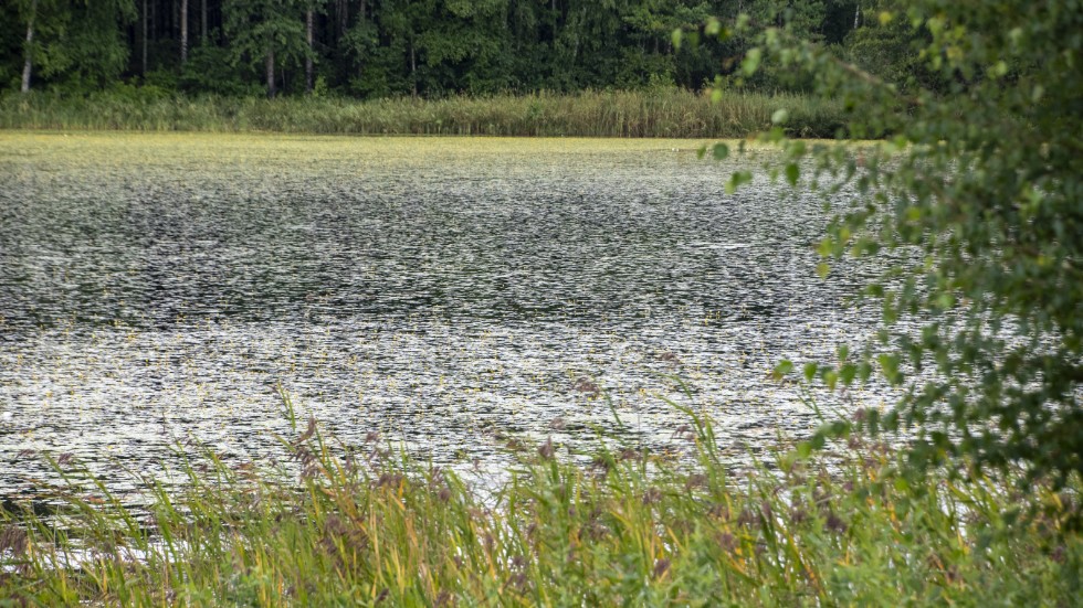 Björkesjön värst drabbad av sjögull – i hela landet