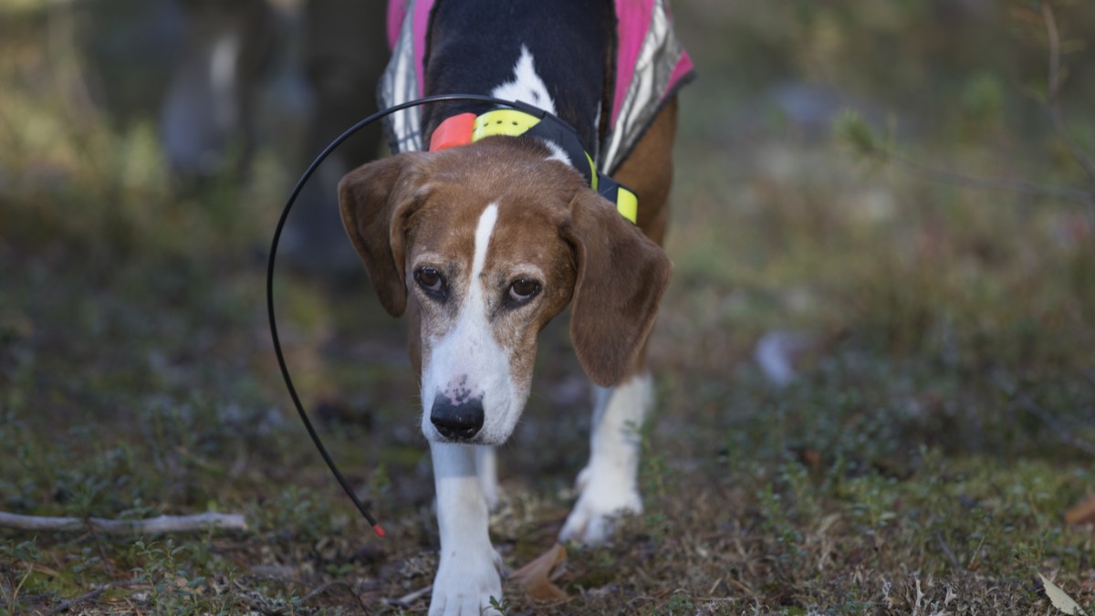 INSÄNDARE: Stackars harar - förbjud jakt med lös hund