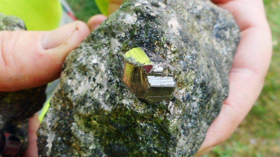 Kobolt ställs mot 500-årig skog och tretåig hackspett