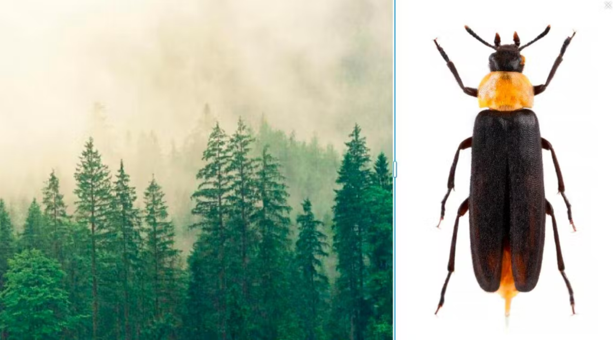 Sällsynt insekt har hittats i Västerbotten • Bild: Så ser den ut