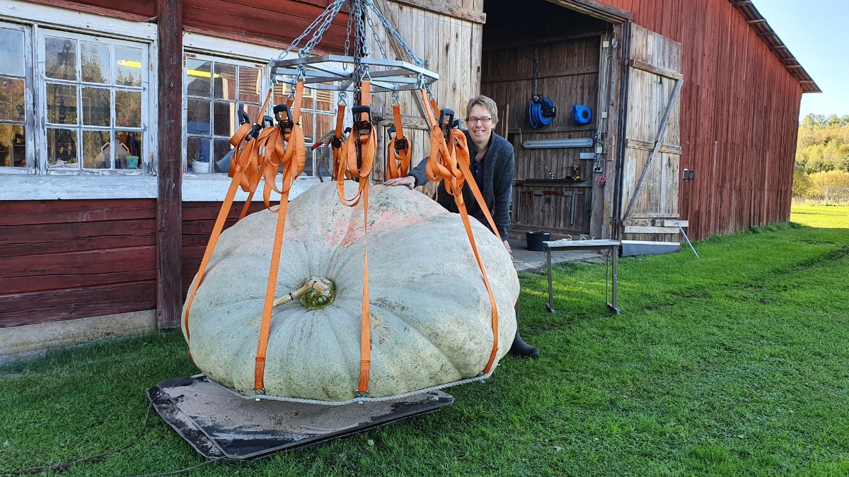 Så lyckas Jesper odla landets största pumpor – årets väger som en ...
