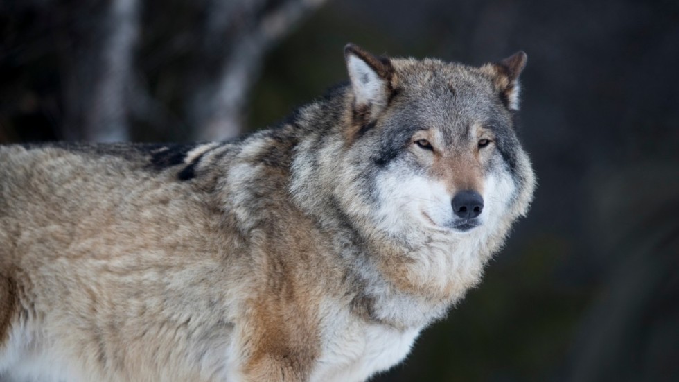 Får dödade av varg i Skåne