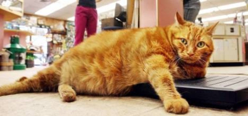 Hjälp finns för älskad tjockis