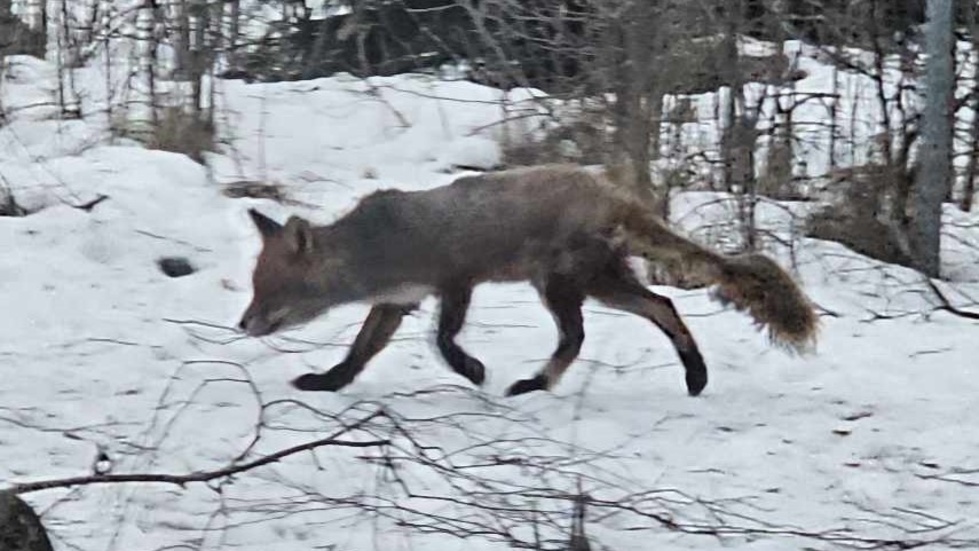Här dyker skabbräven upp – i Danas trädgård: "Hemsk och hjälplös"