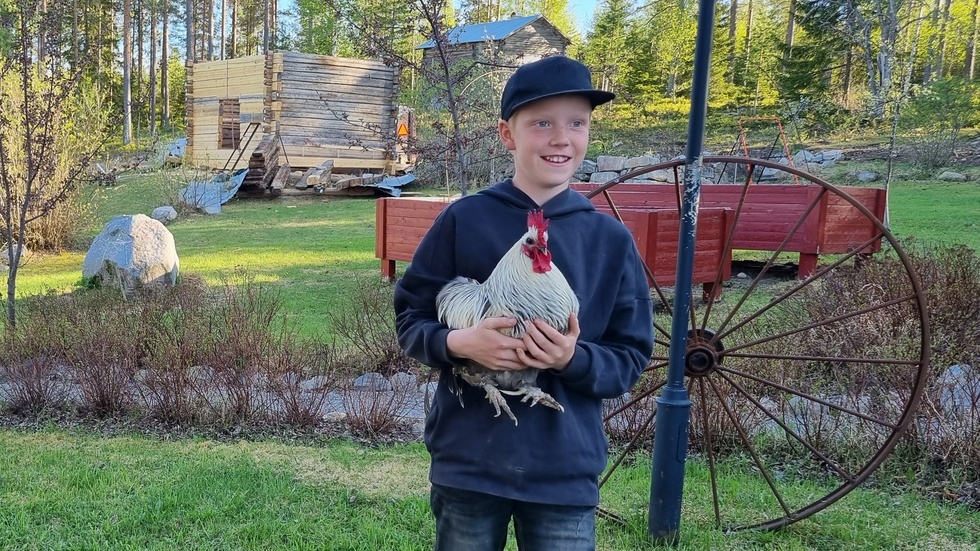 Burträsksyskonens sommarjobb – odling: ”Egna morötter är godast”