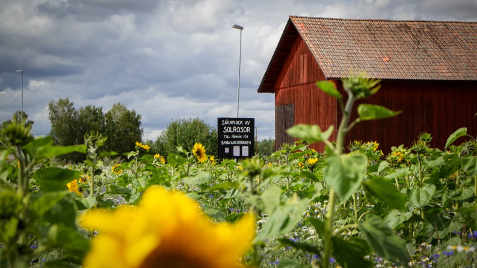 Solrosfält slår rekord: "Det här trodde vi aldrig"
