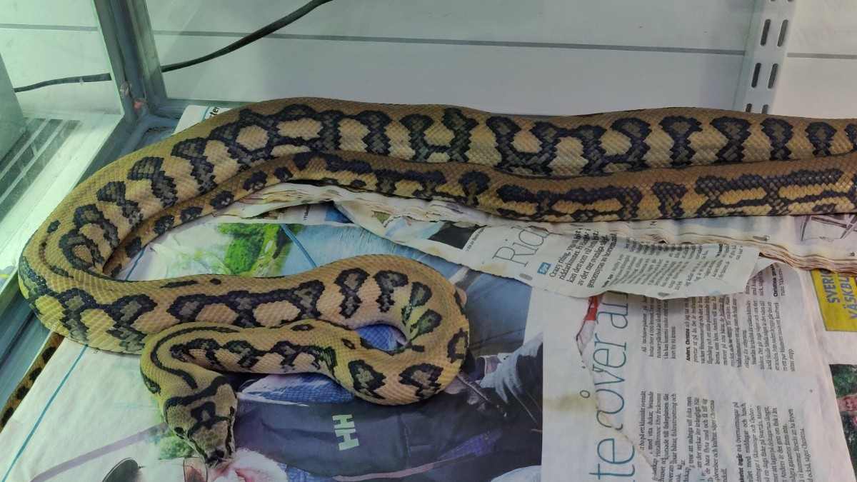 Stora ormar till salu – av länsstyrelsen: "Enklare att omplacera hundar ...