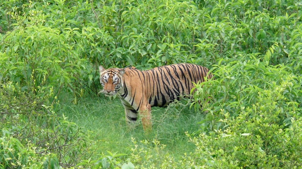 De vilda tigrarna blir fler – och färre