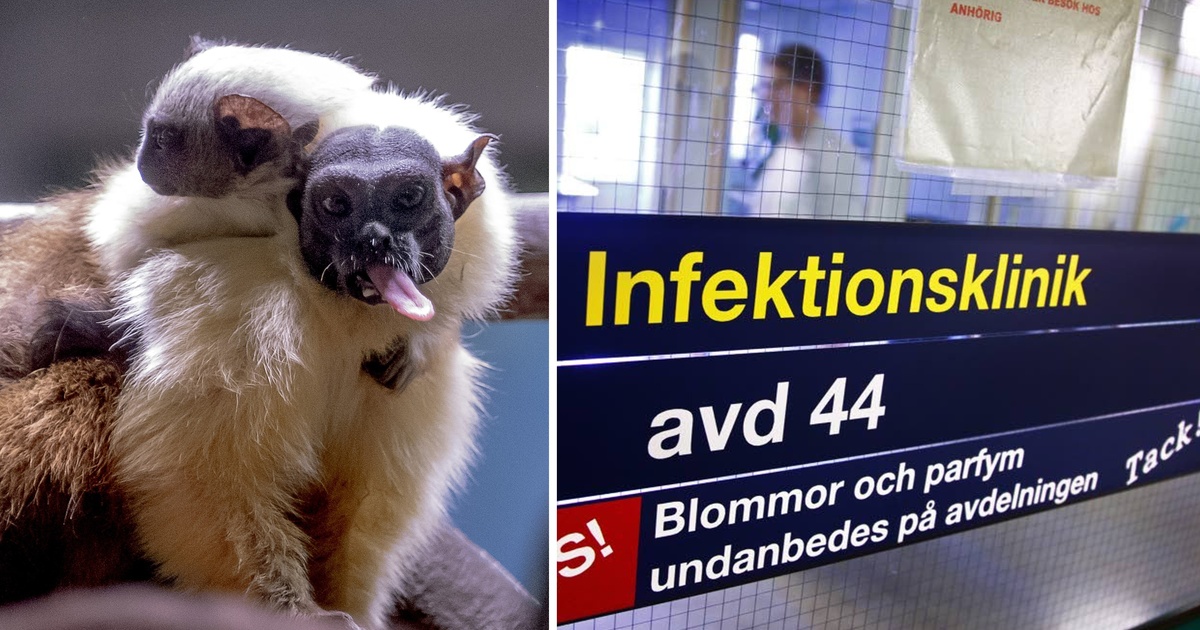 Första fall med apkoppor i Sverige – så agerar östgötska vården om det ...