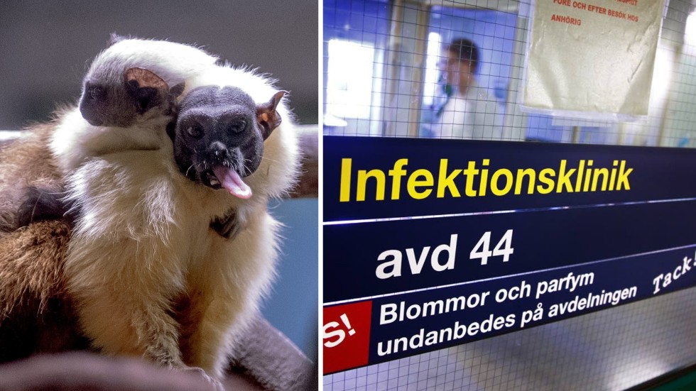 Första fall med apkoppor i Sverige – så agerar östgötska vården om det ...