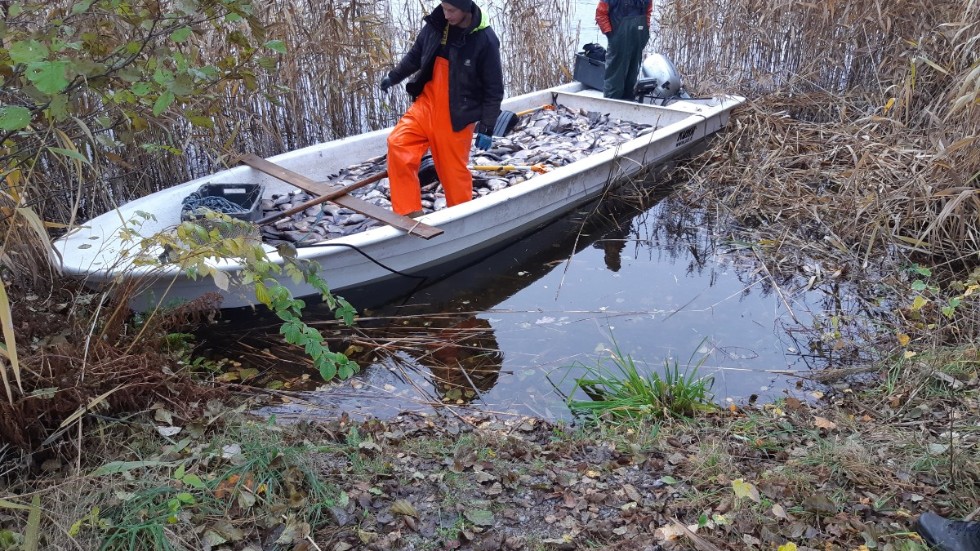 Därför tas tonvis med fisk upp ur de östgötska sjöarna