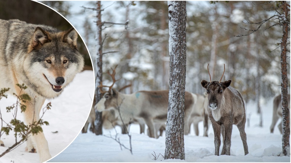 Inget svar om skyddsjakt på två veckor – nu anmäler samebyn ...