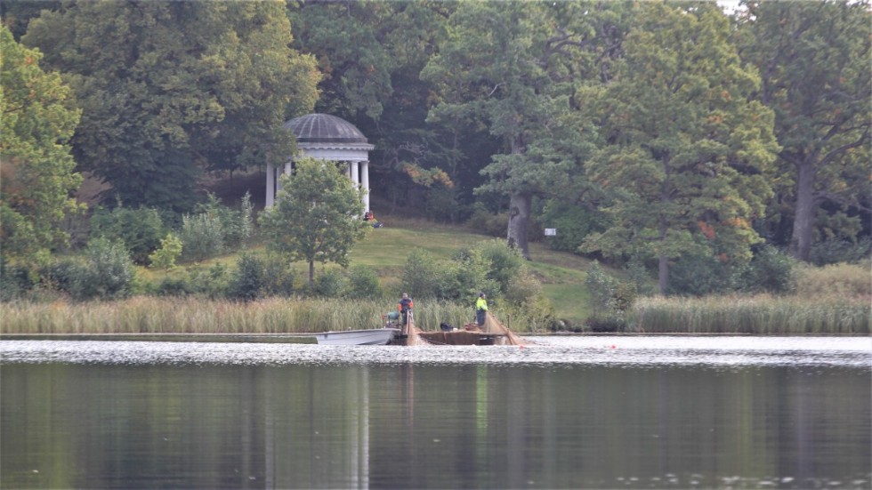 De drar upp tonvis med fisk – så kan det bli klarare vatten i Bysjön