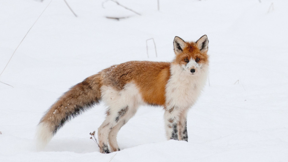 Hon filmade mystiska djuret – blev internationellt uppmärksammad