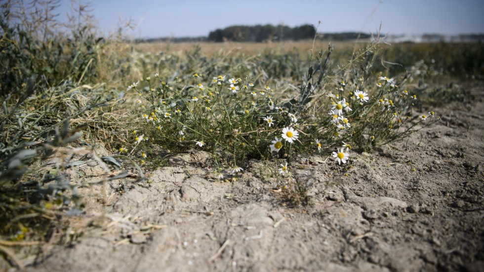 Torkan i landet oroar lantbrukare