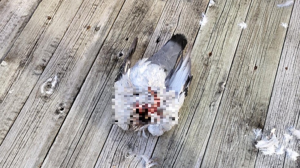 20-tal fåglar utan huvud hittade i Visby innerstad • ”Vi har hittat ...