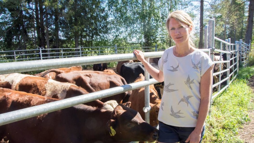 Hon tvingas slakta sina kor