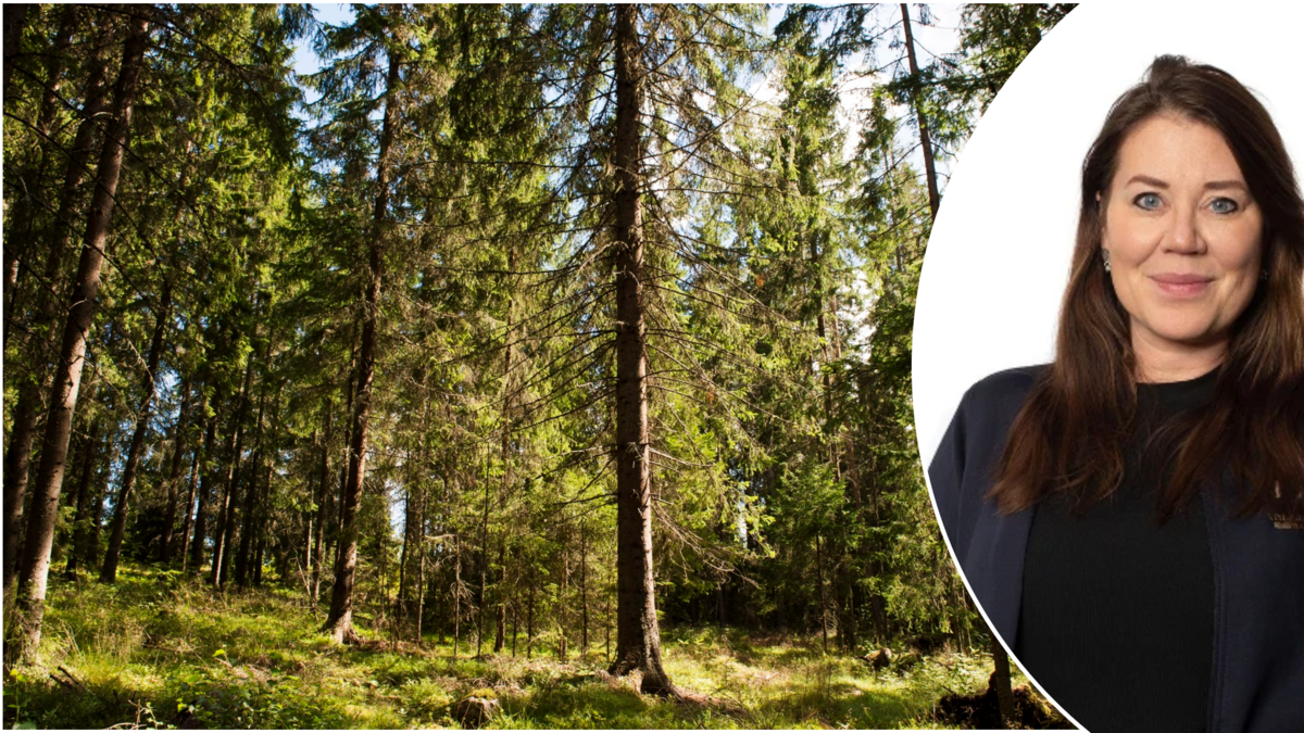 LI SKARIN: Har vi slutat se skogen för alla träd?